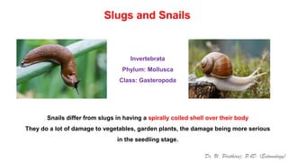 Mites,Slug,Snail_Infesting agricultural crops.pdf | Agriculture ...