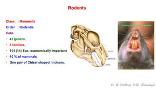 Rodents, Birds and locust_Pests of crops.pdf