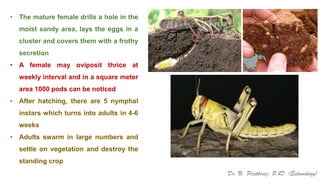 Rodents, Birds and locust_Pests of crops.pdf