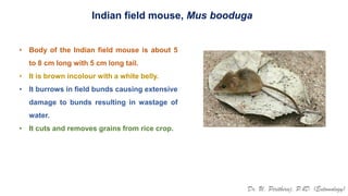 Rodents, Birds and locust_Pests of crops.pdf