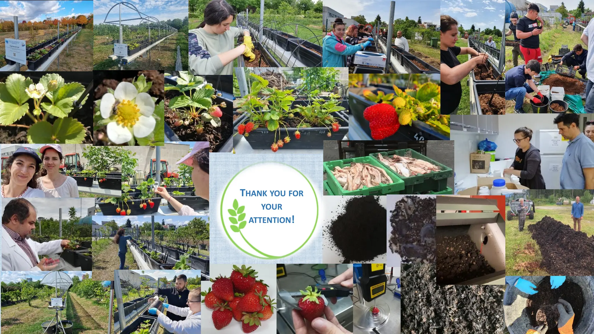 Biochar impregnation as slow release fertilizer - Violeta Alexandra Ion ...