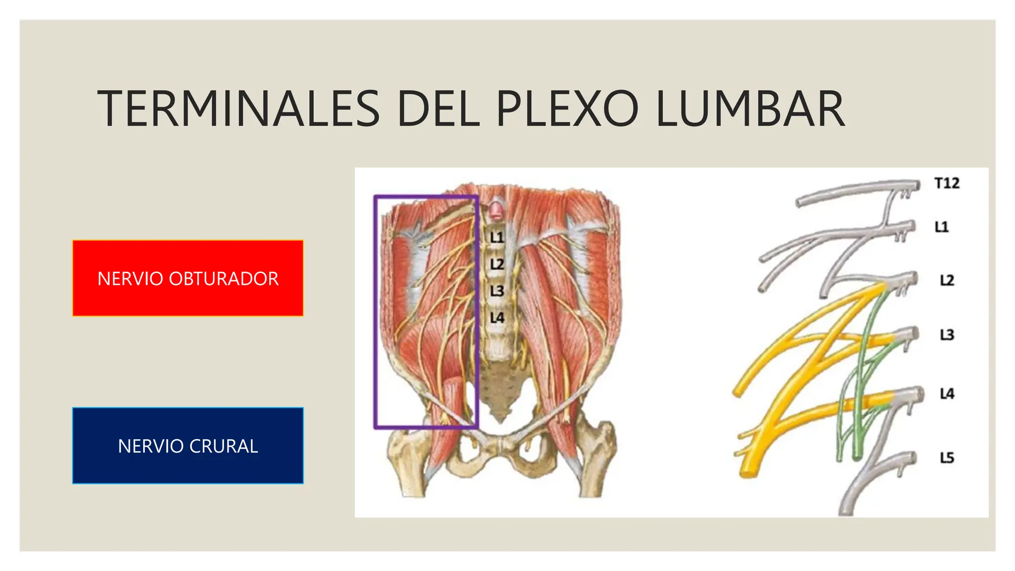 12.- PLEXO LUMBAR. ANATOMIA-KINESIOLOGIA | PPTX