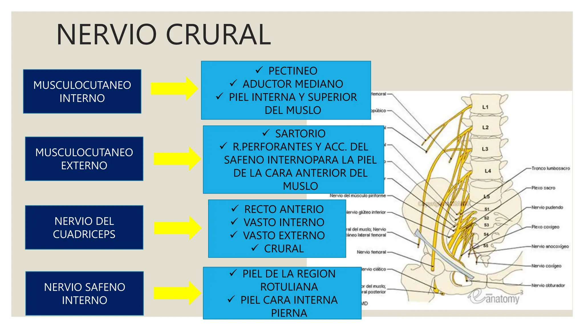 12.- PLEXO LUMBAR. ANATOMIA-KINESIOLOGIA | PPTX