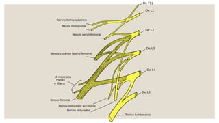 12.- PLEXO LUMBAR. ANATOMIA-KINESIOLOGIA | PPTX