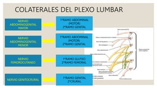 12.- PLEXO LUMBAR. ANATOMIA-KINESIOLOGIA | PPTX