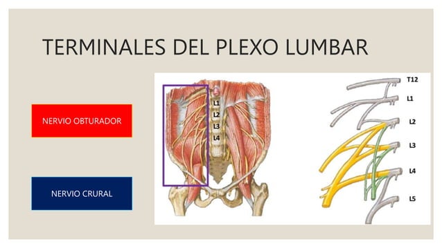 12.- PLEXO LUMBAR. ANATOMIA-KINESIOLOGIA | PPTX