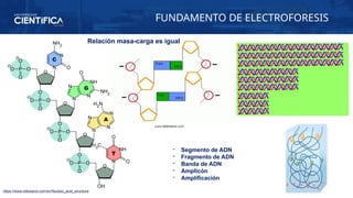 12. Biología Celular -Electroforesis.pptx