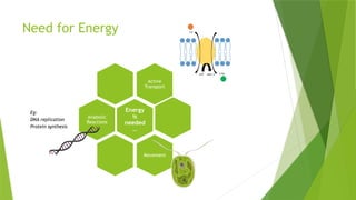 Energy-and-respiration in humans and plants.pptx