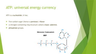 Energy-and-respiration in humans and plants.pptx