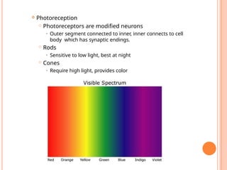 12. Special senses Ear,Eyes,Nose,Tongue & Skin | PPTX