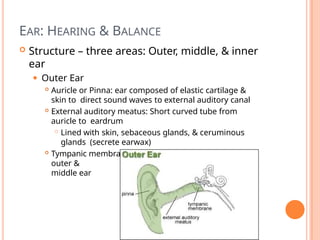 12. Special senses Ear,Eyes,Nose,Tongue & Skin | PPTX
