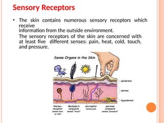 12. Special senses Ear,Eyes,Nose,Tongue & Skin | PPTX
