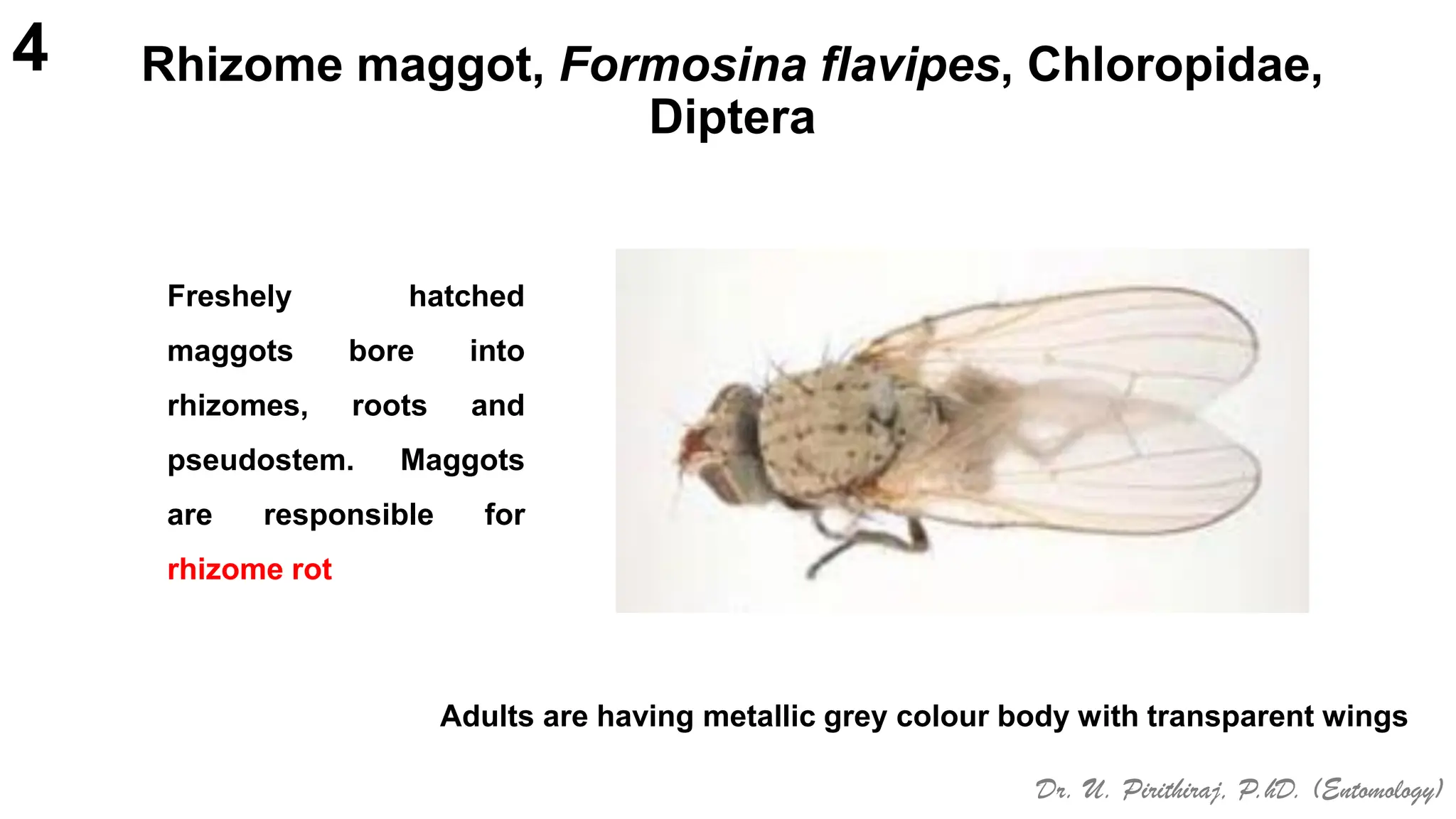 Pests of Turmeric & Ginger_IPM_Dr.UPR.pdf