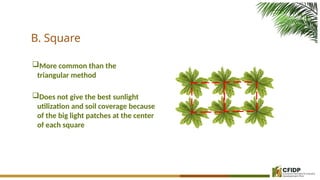 12.-Coconut-Farm-Establishment-Landprep-to-Planting-system.pptx