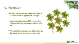 12.-Coconut-Farm-Establishment-Landprep-to-Planting-system.pptx