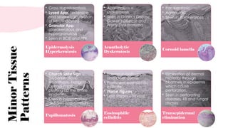 Tissue Reaction Patterns in Dermatopathology | PPTX