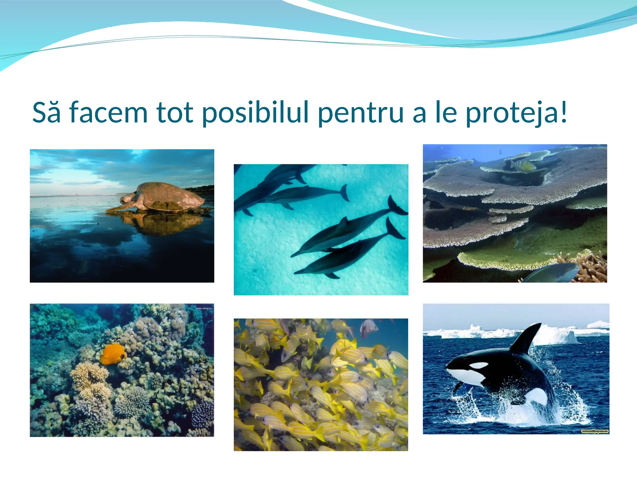 apa in natura circuit si importanta sa ppt | PPT