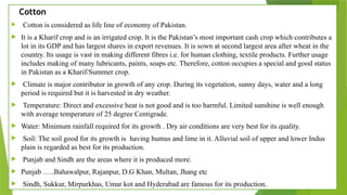 Crops of Pakistan. Slideshow. Important crops | PPTX