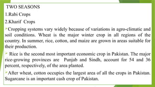 Crops of Pakistan. Slideshow. Important crops | PPTX