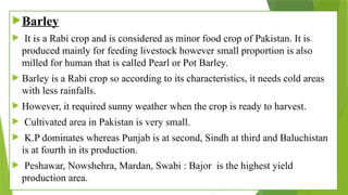 Crops of Pakistan. Slideshow. Important crops | PPTX
