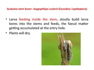 Pest of sun hemb green manure daincha Lucerne subacute and guricidia | PPTX