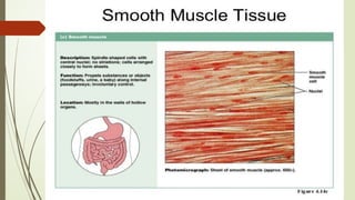12. Histology of muscle , smooth,cardiac & skeletal.pptx