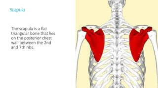 Anatomical structure of Scapula bone of shoulder | PPTX