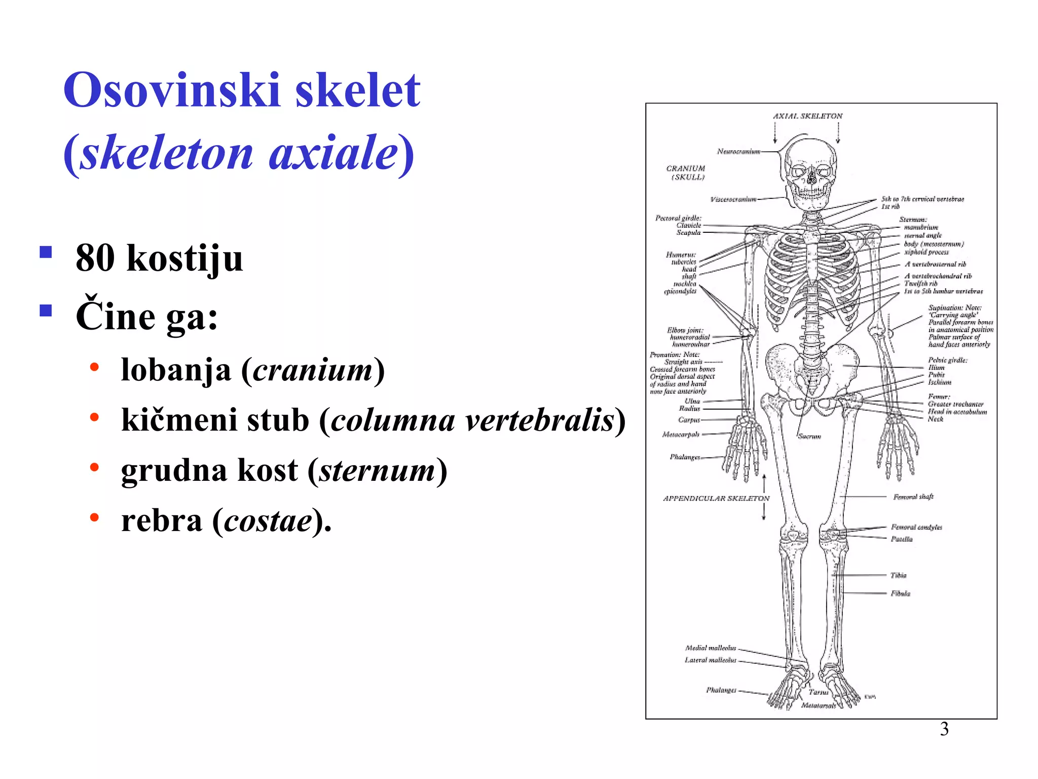 Opšta osteologija | PDF
