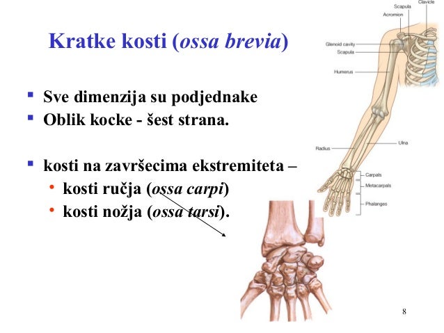 Opšta osteologija