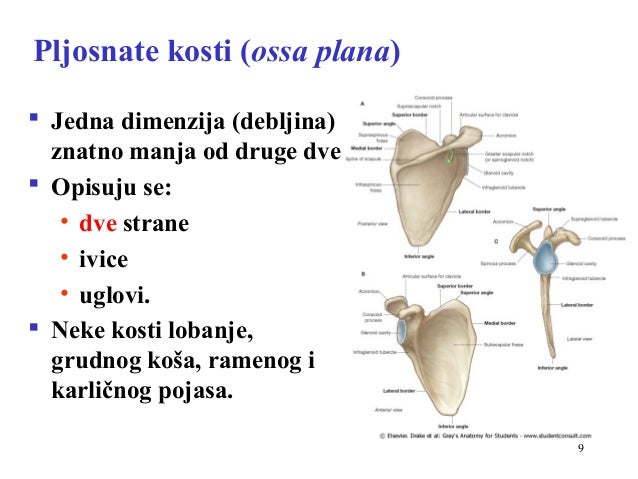 Opšta osteologija