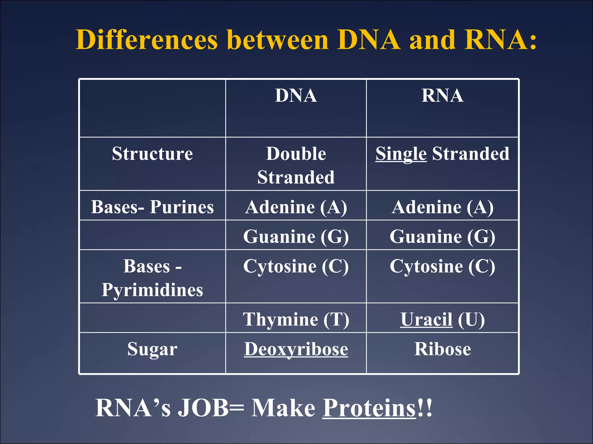 12.3 DNA - RNA - Amino Acid - Protein | PPT