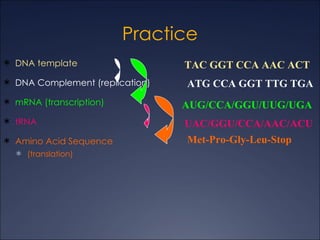 12.3 DNA - RNA - Amino Acid - Protein | PPT | Programming Languages ...