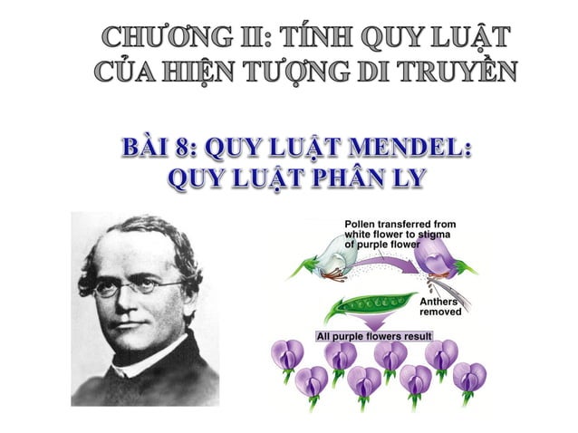 12 8-unit 8- mendel's laws-the principle of segregation | PPT