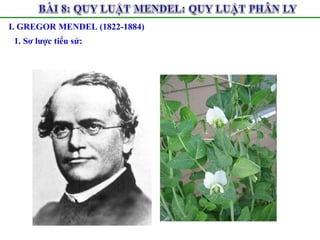 12 8-unit 8- mendel's laws-the principle of segregation | PPT