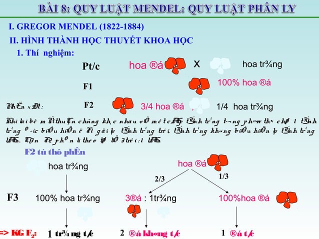 12 8-unit 8- mendel's laws-the principle of segregation | PPT