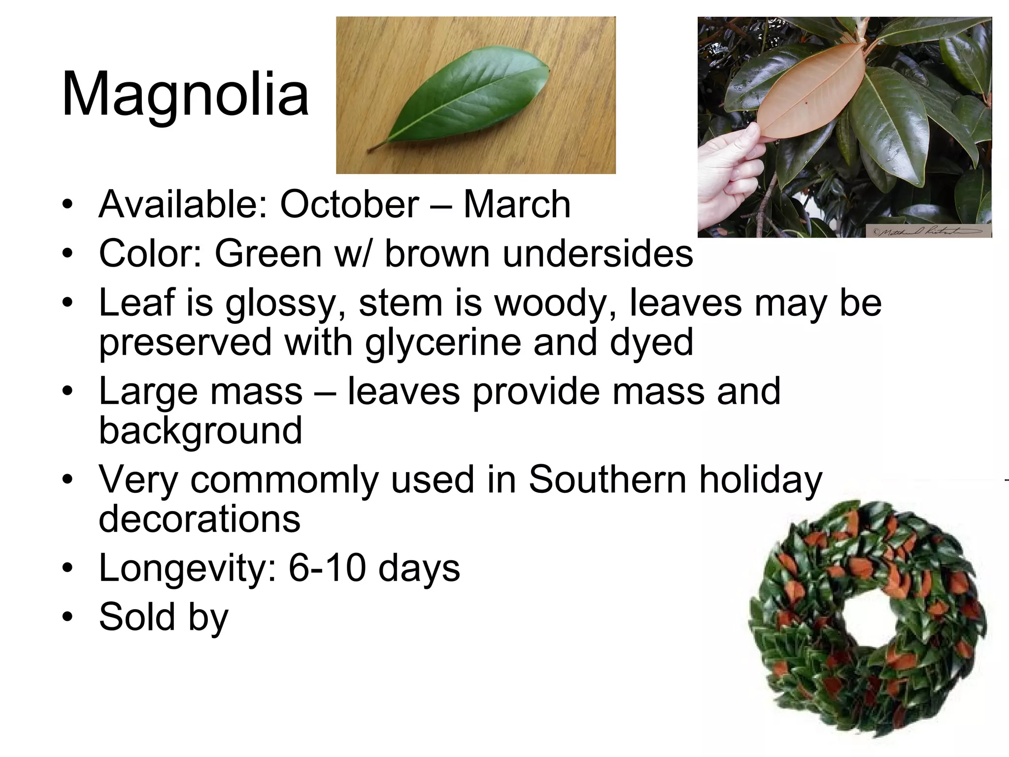 12 8 Magnolia Greenery | PPT