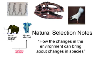 5.03 natural selection | PPT