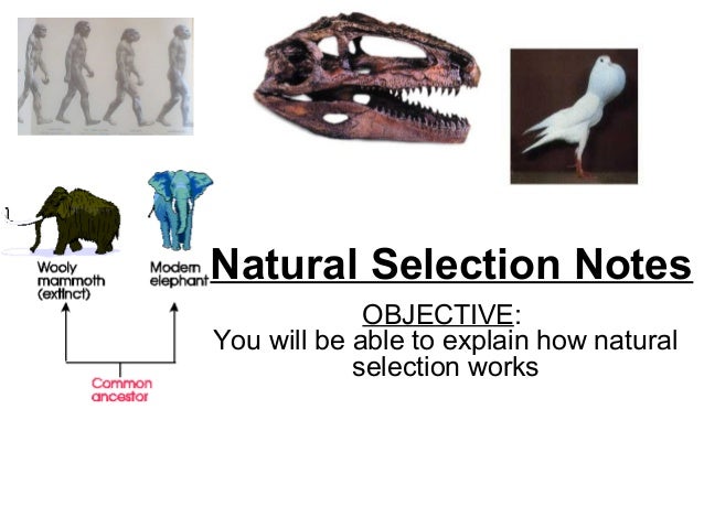 5.03 natural selection