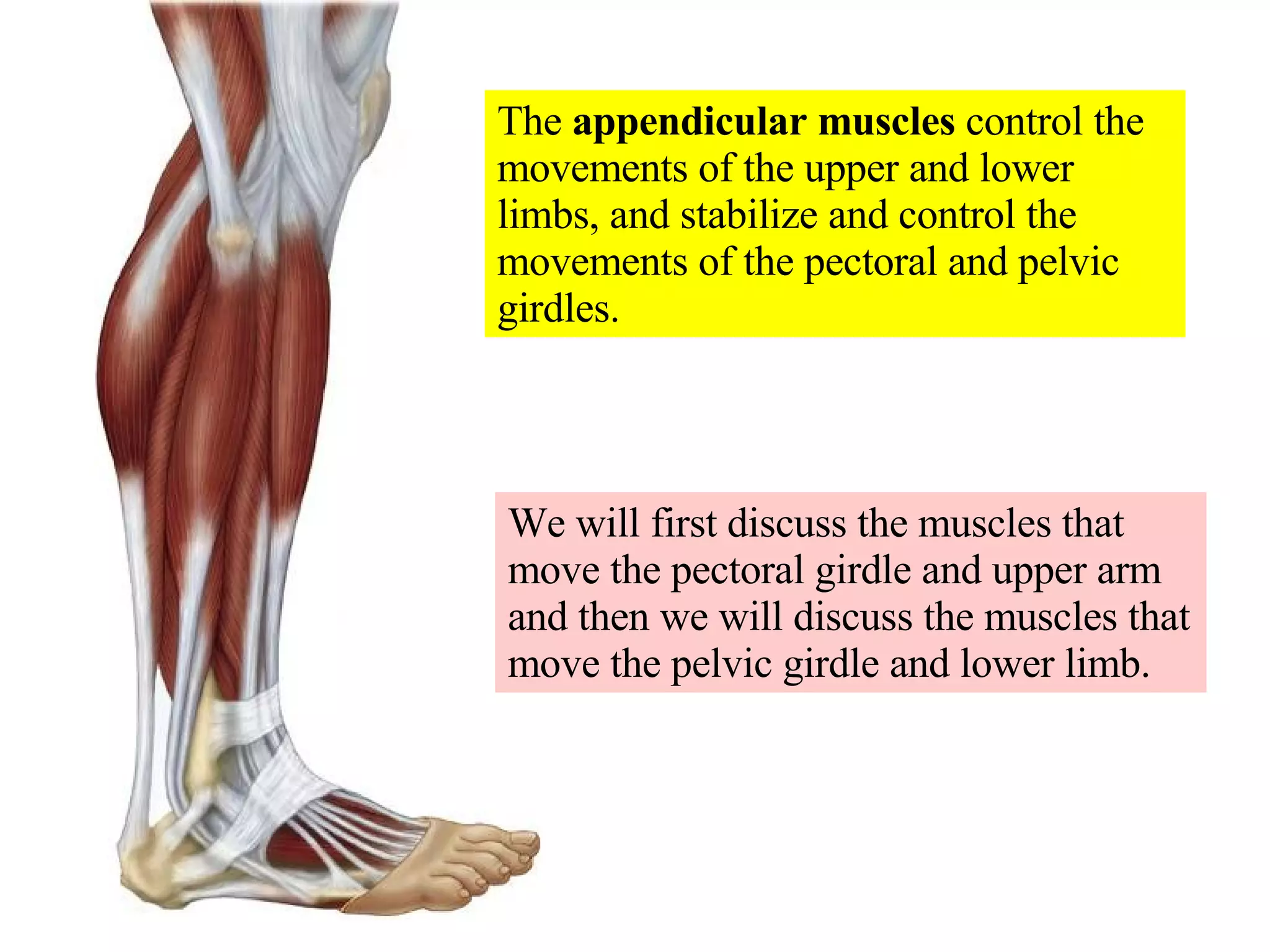 12 Appendicular Muscles | PPT