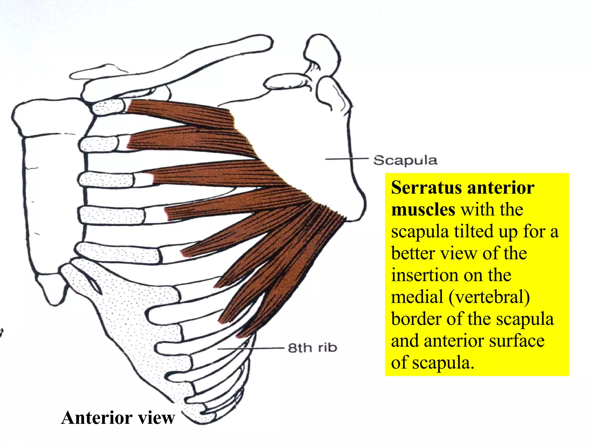 12 Appendicular Muscles | PPT