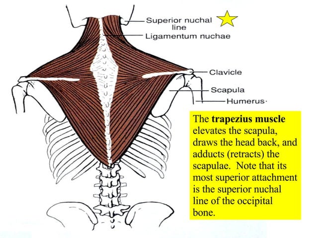 12 Appendicular Muscles | PPT
