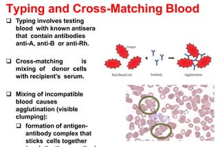 12- Blood Groups and Blood Transfusion 2018-converted.pptx