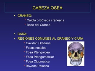 12 Cabeza Osea | PPT
