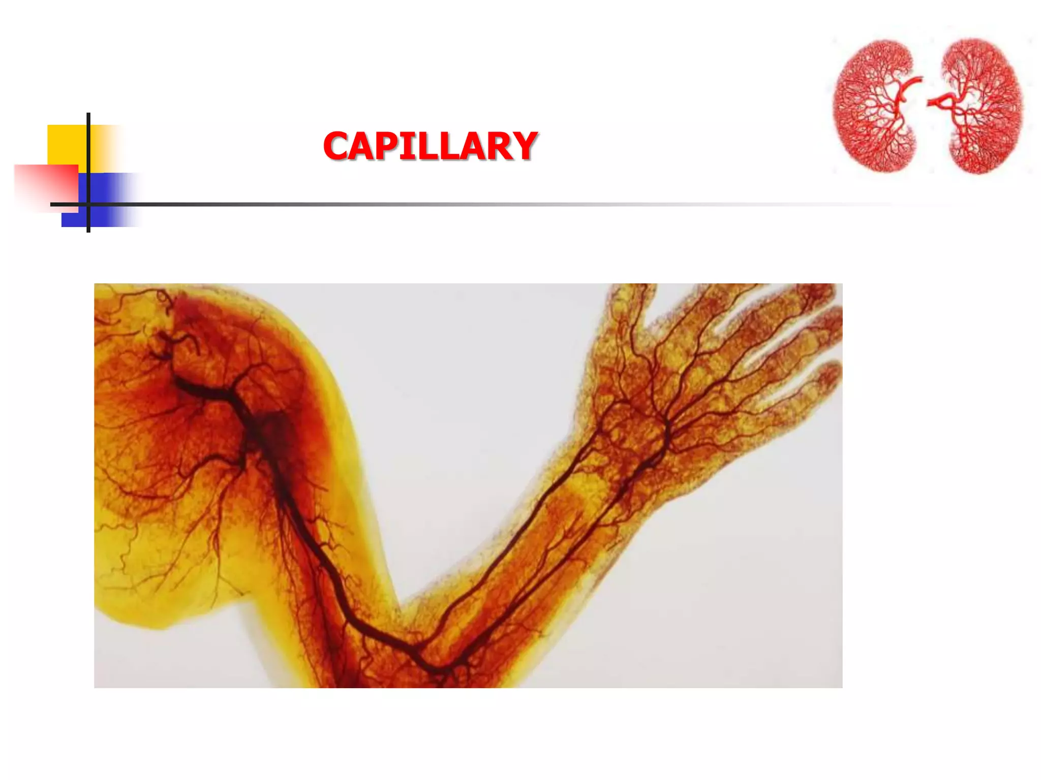 Capillary Circulation | PPT