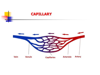 Capillary Circulation | PPT