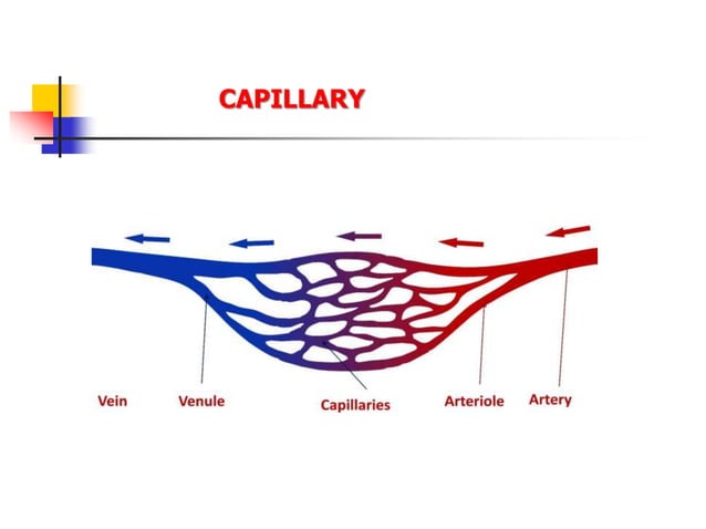 Capillary Circulation | PPT