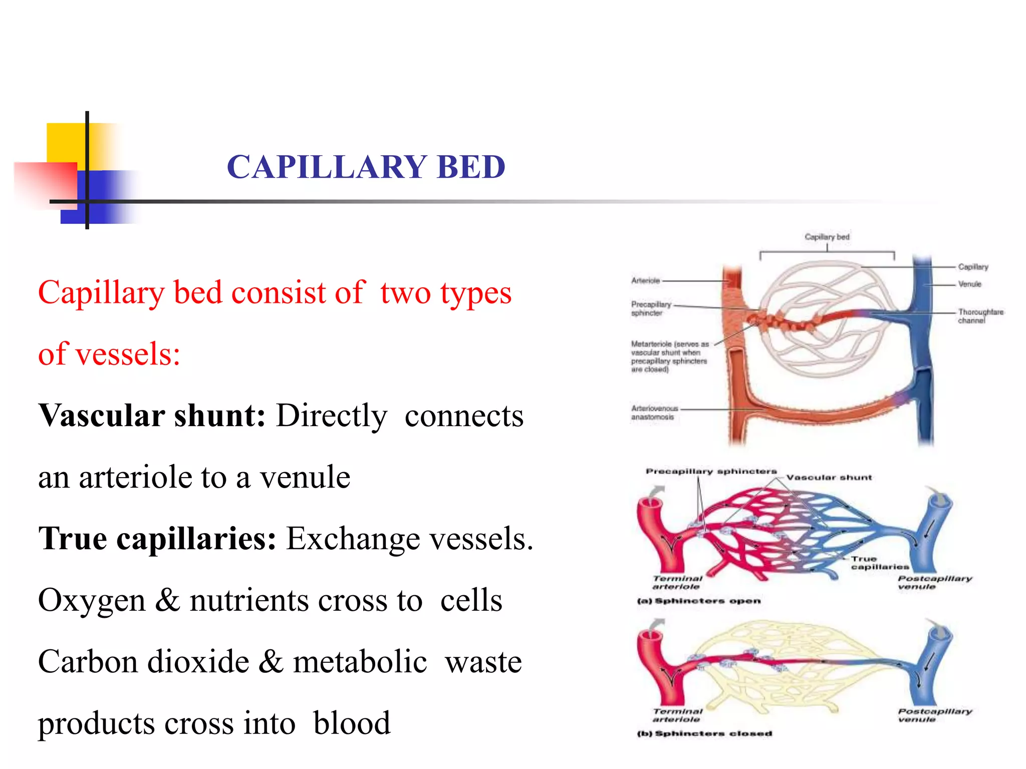 capillary Circulation | PPT