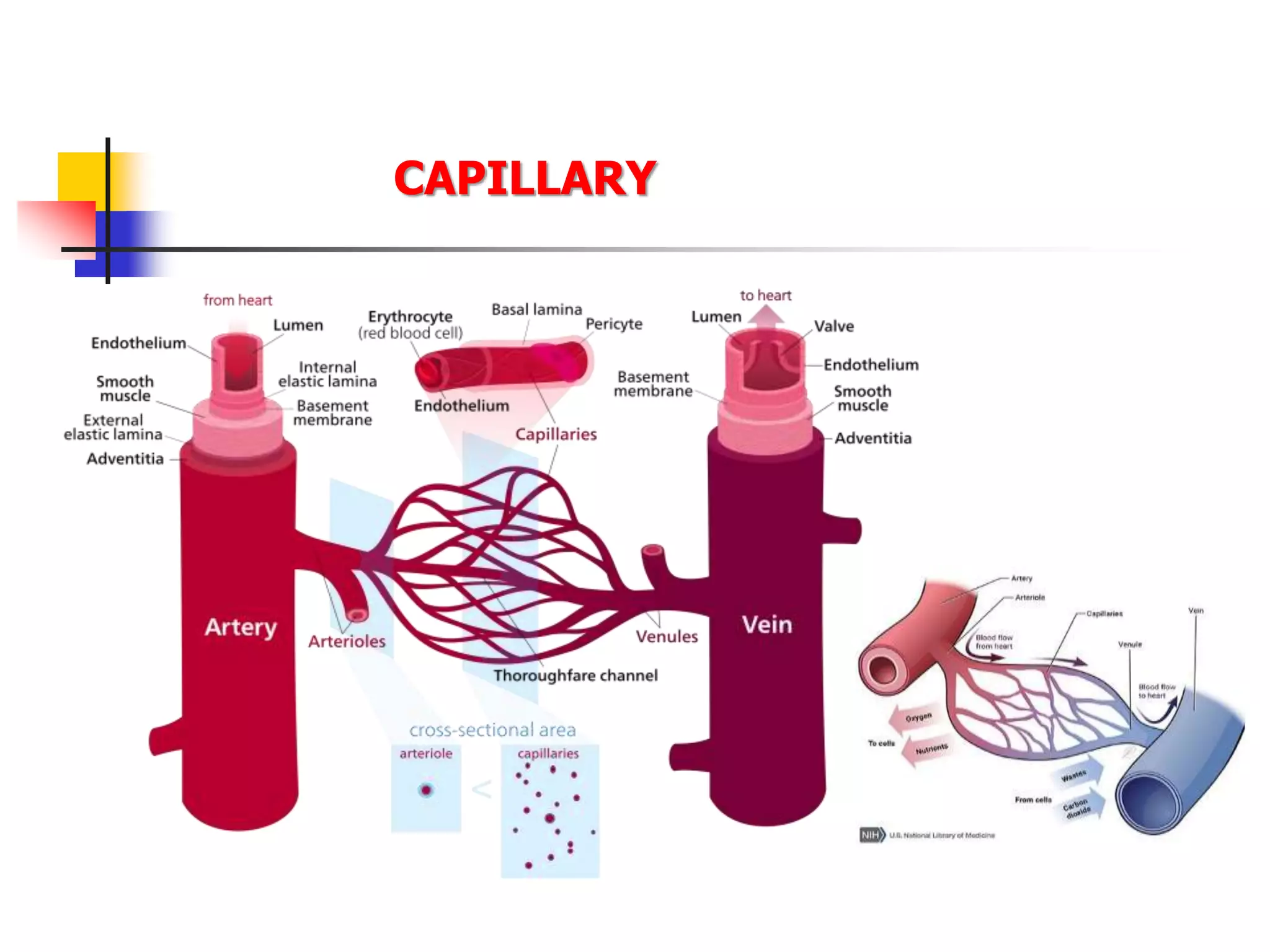 capillary Circulation | PPT