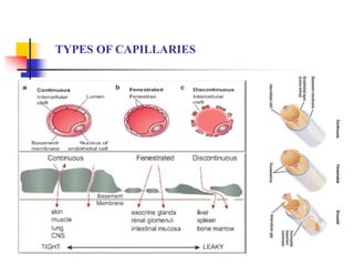 capillary Circulation | PPT