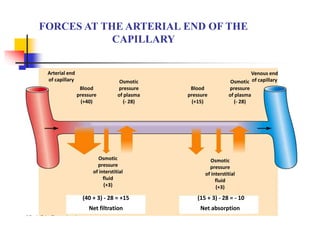 capillary Circulation | PPT